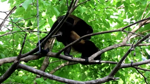 Monkeys Mating Stock Footage ~ Royalty Free Stock Videos | Pond5