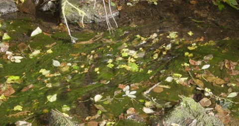 Autumn The Bottom Stock Videos – Royalty-Free HD & 4K Videos