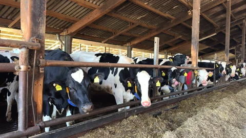 many black and coloured cattle stand in ... | Stock Video | Pond5