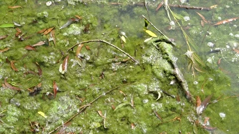 Many blooming algae on the surface of a ... | Stock Video | Pond5