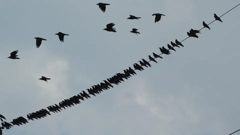 Many crows staying in row on a wire | Stock Video | Pond5