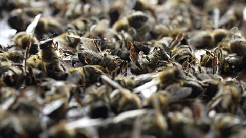 Many dead bees in the hive, closeup. Col... | Stock Video | Pond5