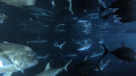 many different fish (giant spiny mackere... | Stock Video | Pond5