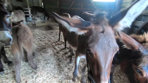 Many donkeys standing in livestock shed.... | Stock Video | Pond5
