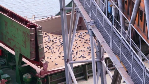 Many doves sit on large ship cargo conta... | Stock Video | Pond5