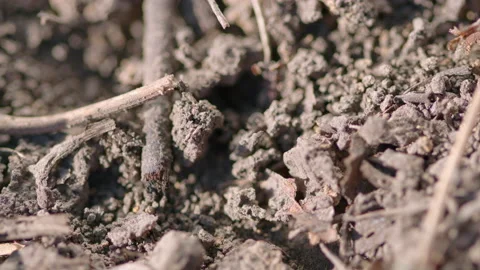 Many fire ants running around. Colony in... | Stock Video | Pond5