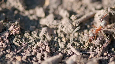 Many fire ants running around. Colony in... | Stock Video | Pond5