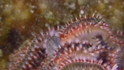 Many Fireworms eats dead fish on the sea... | Stock Video | Pond5
