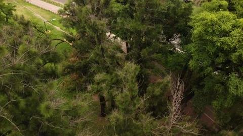 Many fluffy tree branches in the park, t... | Stock Video | Pond5