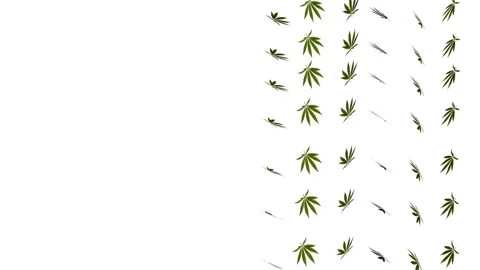many flying hemp leaves on a white backg... | Stock Video | Pond5