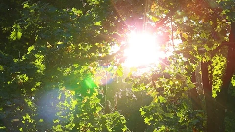 Many gnats flying in soft sunset sunligh... | Stock Video | Pond5