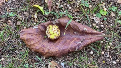 Many hungry red ants devouring a fruit | Stock Video | Pond5
