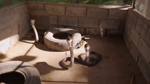 Cobra Snakes Stock Video Footage | Royalty Free Cobra Snakes Videos | Pond5