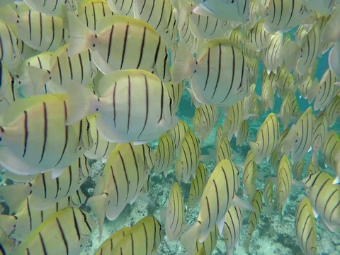 Many lattice doctor fish swim in the sea | Stock Video | Pond5