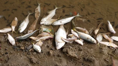 Many little fishes laying dead on a mud | Stock Video | Pond5