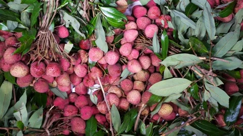 Lychee Top Stock Video Footage | Royalty Free Lychee Top Videos | Pond5