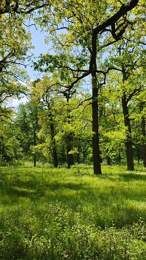 Many oak trees with bright fresh green l... | Stock Video | Pond5
