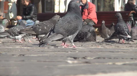 Many pigeons playing in the Square with ... | Stock Video | Pond5