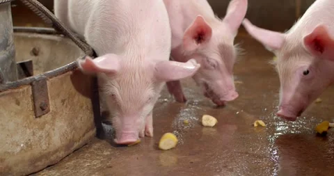 Many piglets eat feed.Pigs eating from f... | Stock Video | Pond5