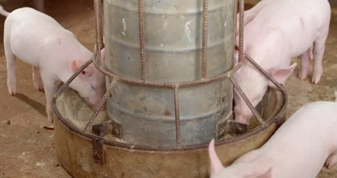 Many piglets eat feed.Pigs eating from f... | Stock Video | Pond5