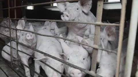 Overcrowded Stock Footage ~ Royalty Free Stock Videos | Page 8