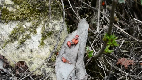 Many red bugs on the ground, accumulatio... | Stock Video | Pond5