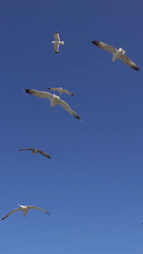 Many seagulls flying in blue sky | Stock Video | Pond5