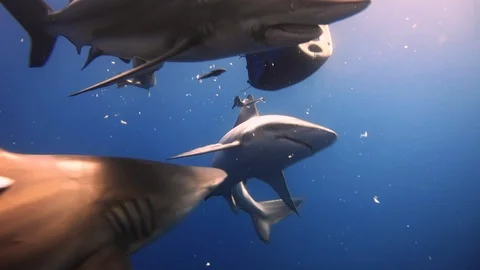 Many sharks attacking bait food box unde... | Stock Video | Pond5