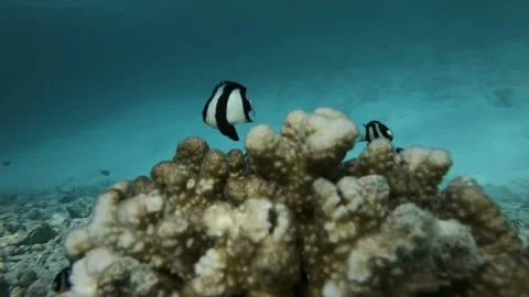 many small fish (Dascyllus aruanus) hidi... | Stock Video | Pond5