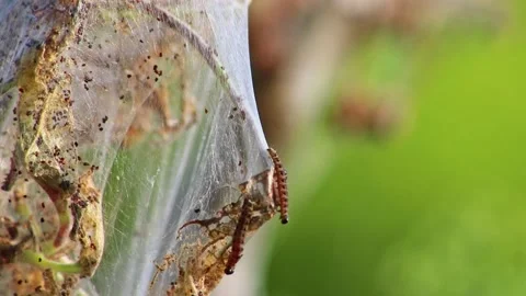 Many spinning moth caterpillars as canke... | Stock Video | Pond5