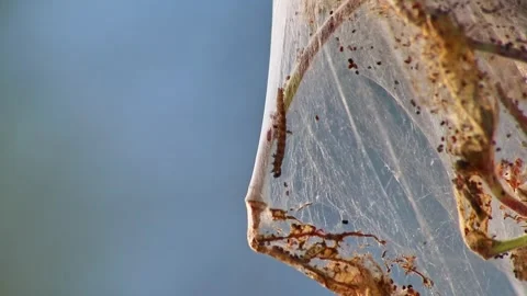 Many spinning moth caterpillars as canke... | Stock Video | Pond5