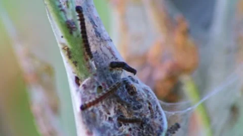 Worms and Caterpillars Stock Videos – Royalty-Free HD & 4K Videos