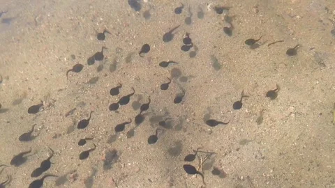 Many tadpoles, larval stage in the biolo... | Stock Video | Pond5