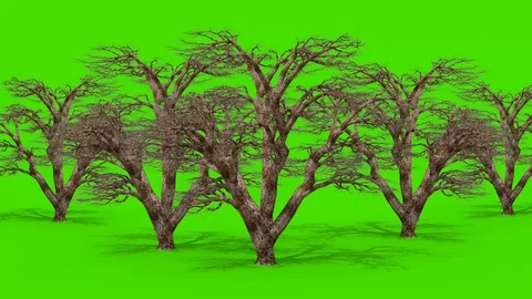Many Trees Wind Green Screen 3D Renderin... | Stock Video | Pond5
