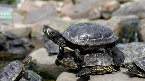 Many turtles sit on the rock. Turtles in... | Stock Video | Pond5