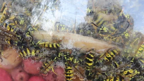 a many wasps in jar with syrup | Stock Video | Pond5