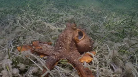 Maori Octopus Macroctopus propulsion jet... | Stock Video | Pond5