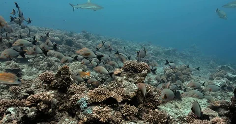Maori snapper fish with sharks in the ba... | Stock Video | Pond5