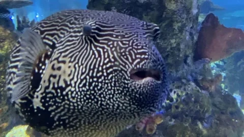 map puffer (Arothron mappa), also known ... | Stock Video | Pond5