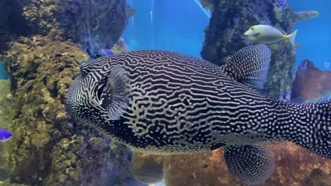 map puffer (Arothron mappa), also known ... | Stock Video | Pond5