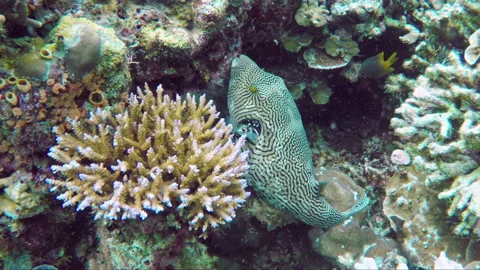 Map Puffer fish (Arothron mappa) hiding ... | Stock Video | Pond5