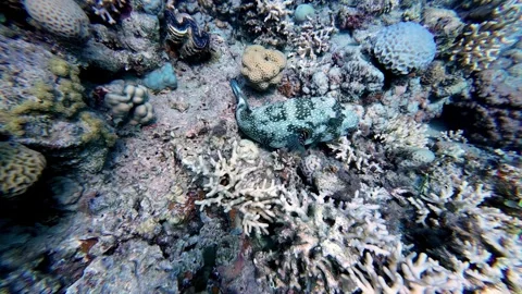 Map Puffer Fish Hiding In Coral Reef In ... | Stock Video | Pond5