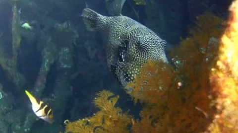 Map pufferfish (Arothron mappa) puffed u... | Stock Video | Pond5