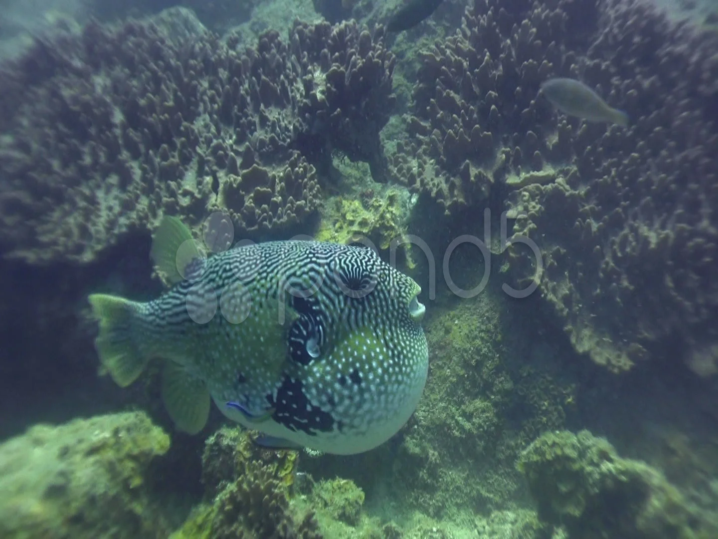 Map Puffer Fish Mappa Puffer – Ocean To You Aquariums