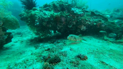 Map PufferFish (Arothron mappa) Swimming... | Stock Video | Pond5