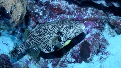 Map Pufferfish (arothron mappa) - Tubba... | Stock Video | Pond5