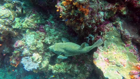 A map pufferfish displaying Turing patte... | Stock Video | Pond5