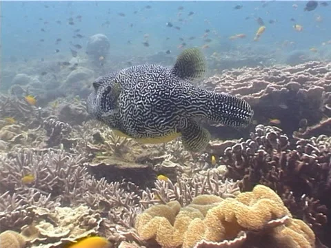Map pufferfish swimming, Arothron mappa,... | Stock Video | Pond5