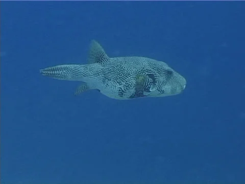 Map pufferfish swimming, Arothron mappa,... | Stock Video | Pond5