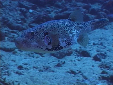 Map pufferfish swimming, Arothron mappa,... | Stock Video | Pond5